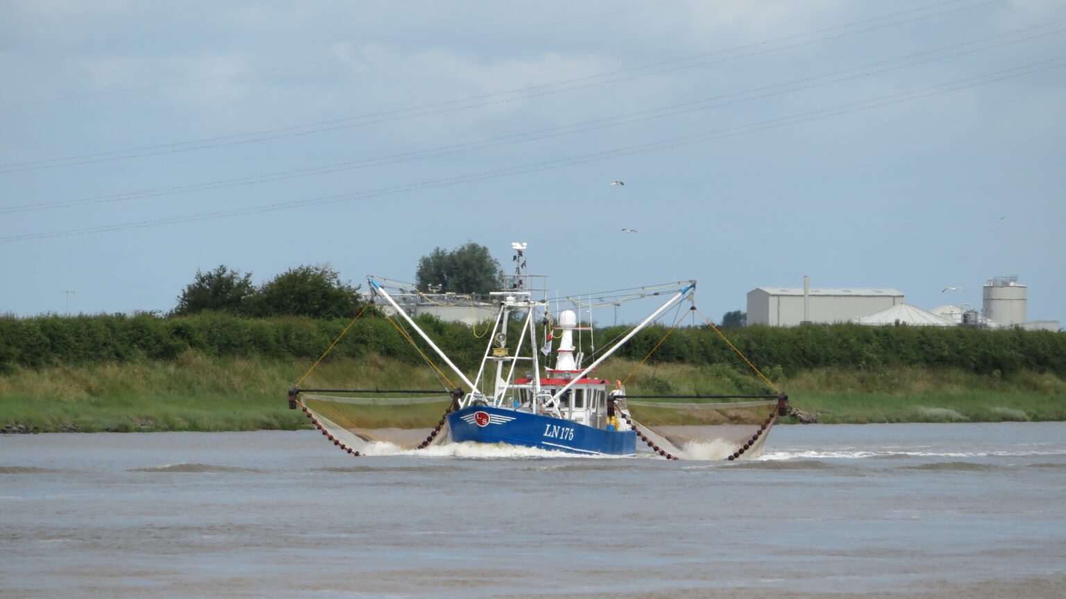 Shrimps – Lynn Shellfish
